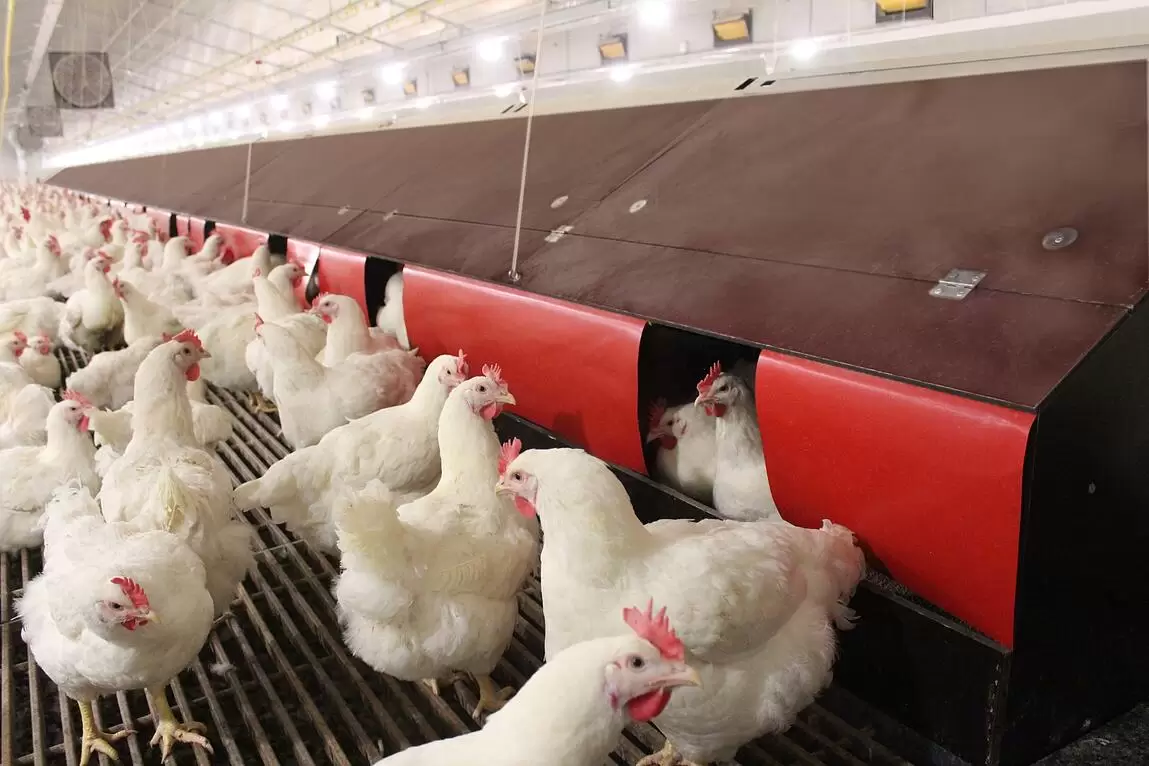 Gripe aviar: Argentina endure medidas y prohíbe exposiciones y ...