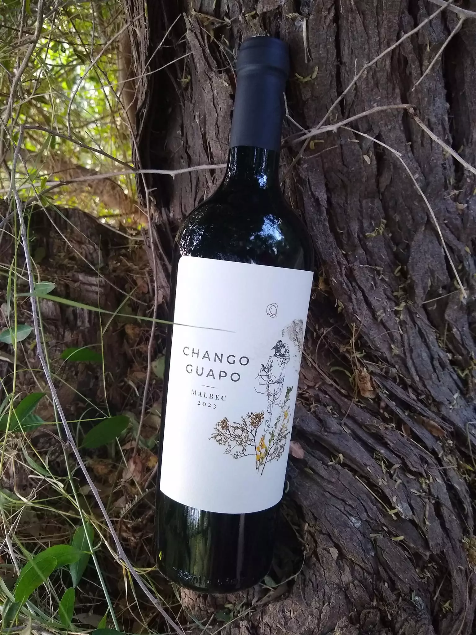 Emprendimiento vitivinícola sustentable de Sañogasta “Chango Guapo” se ...